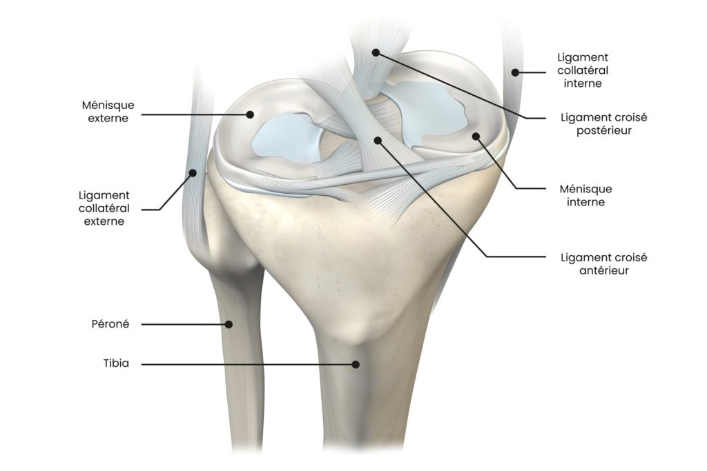 Anatomie du genou : os, cartilage, muscles, tendons, ménisques, nerfs