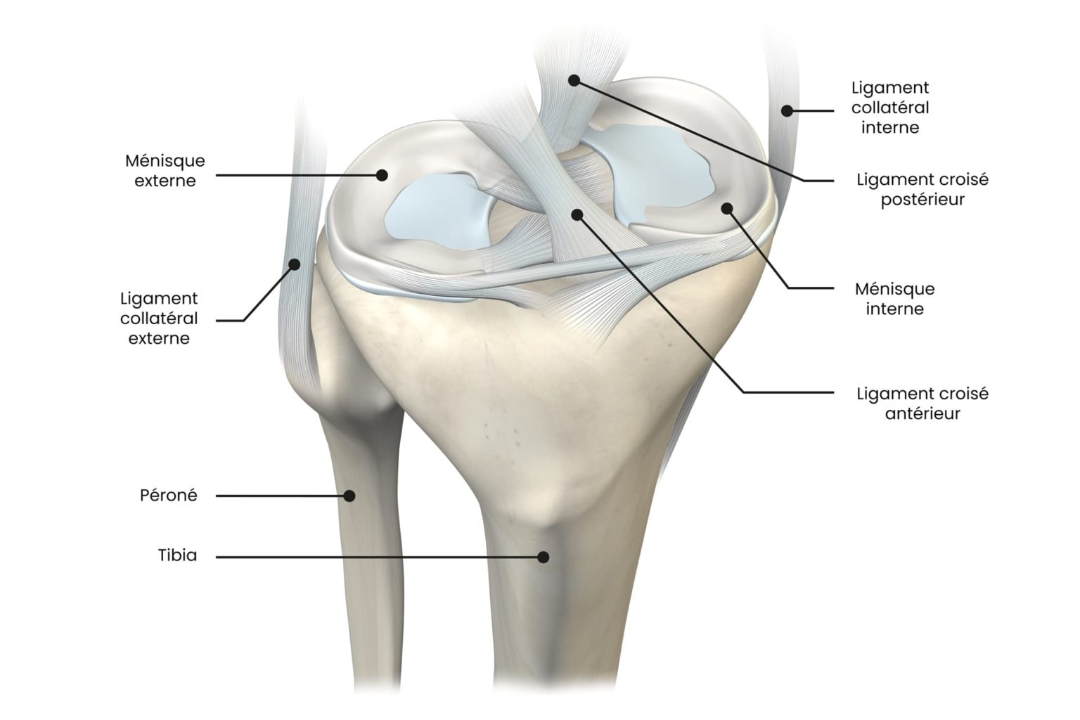 Anatomie du genou : os, cartilage, muscles, tendons, ménisques, nerfs